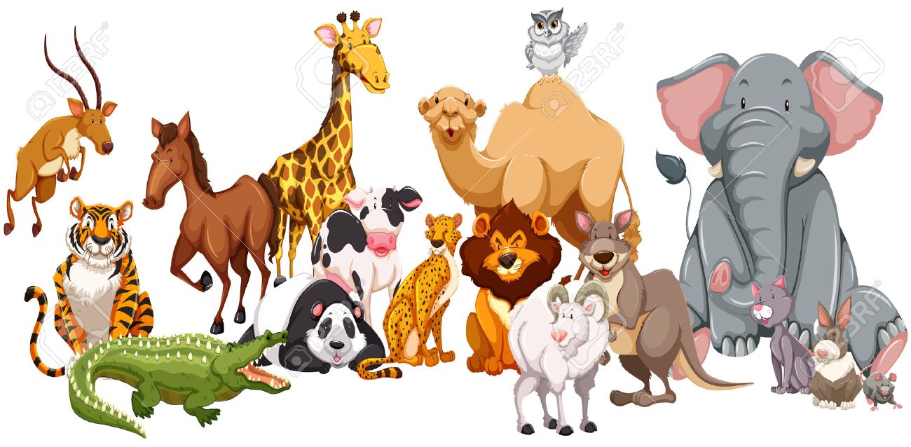 TIPOS DE ANIMALES – EL MUNDO DE LOS ANIMALES